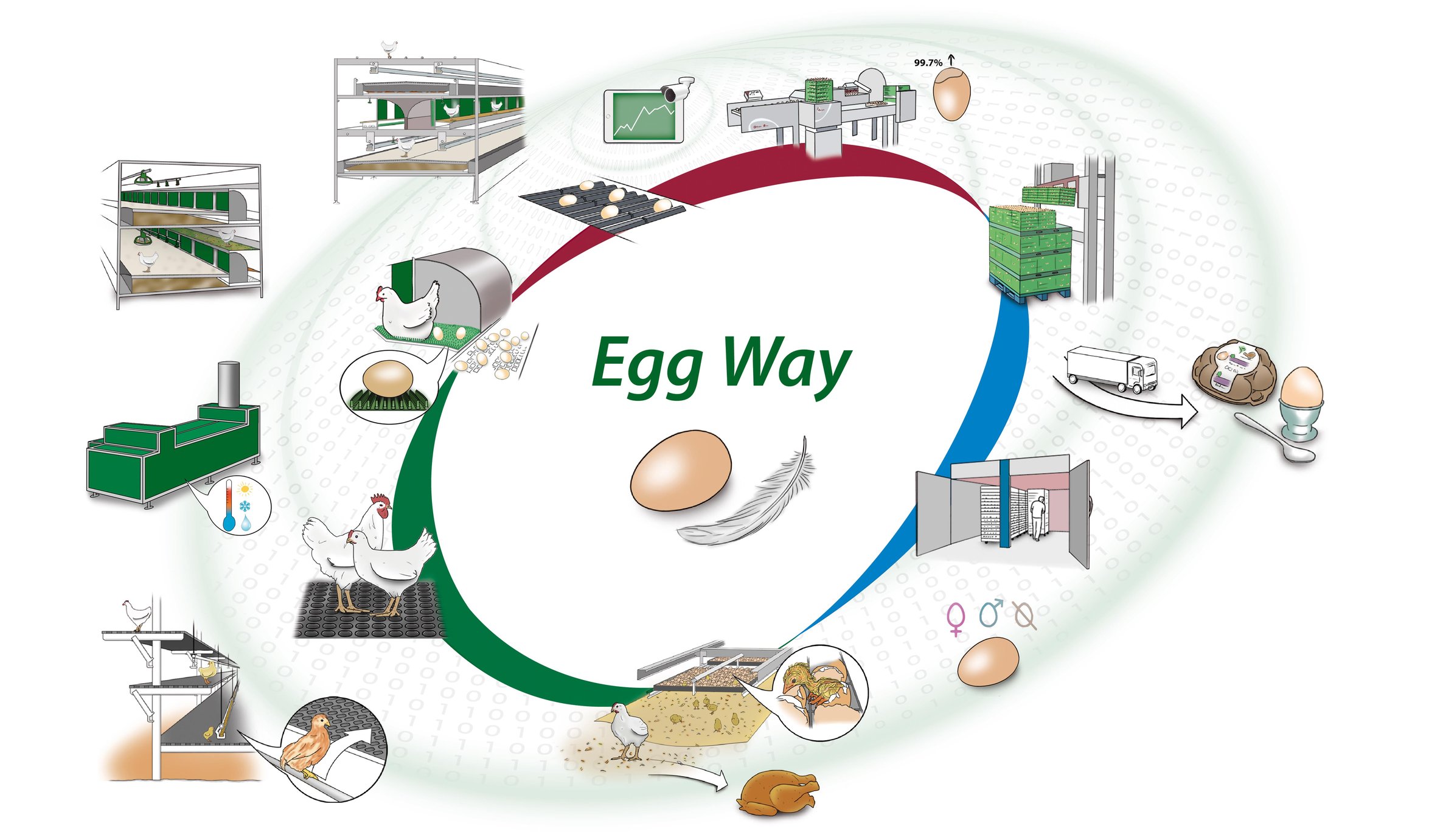 Egg handling & collection - Egg transport