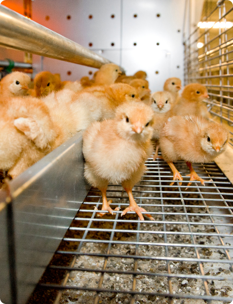 Cage-free layers - Vencomatic Group