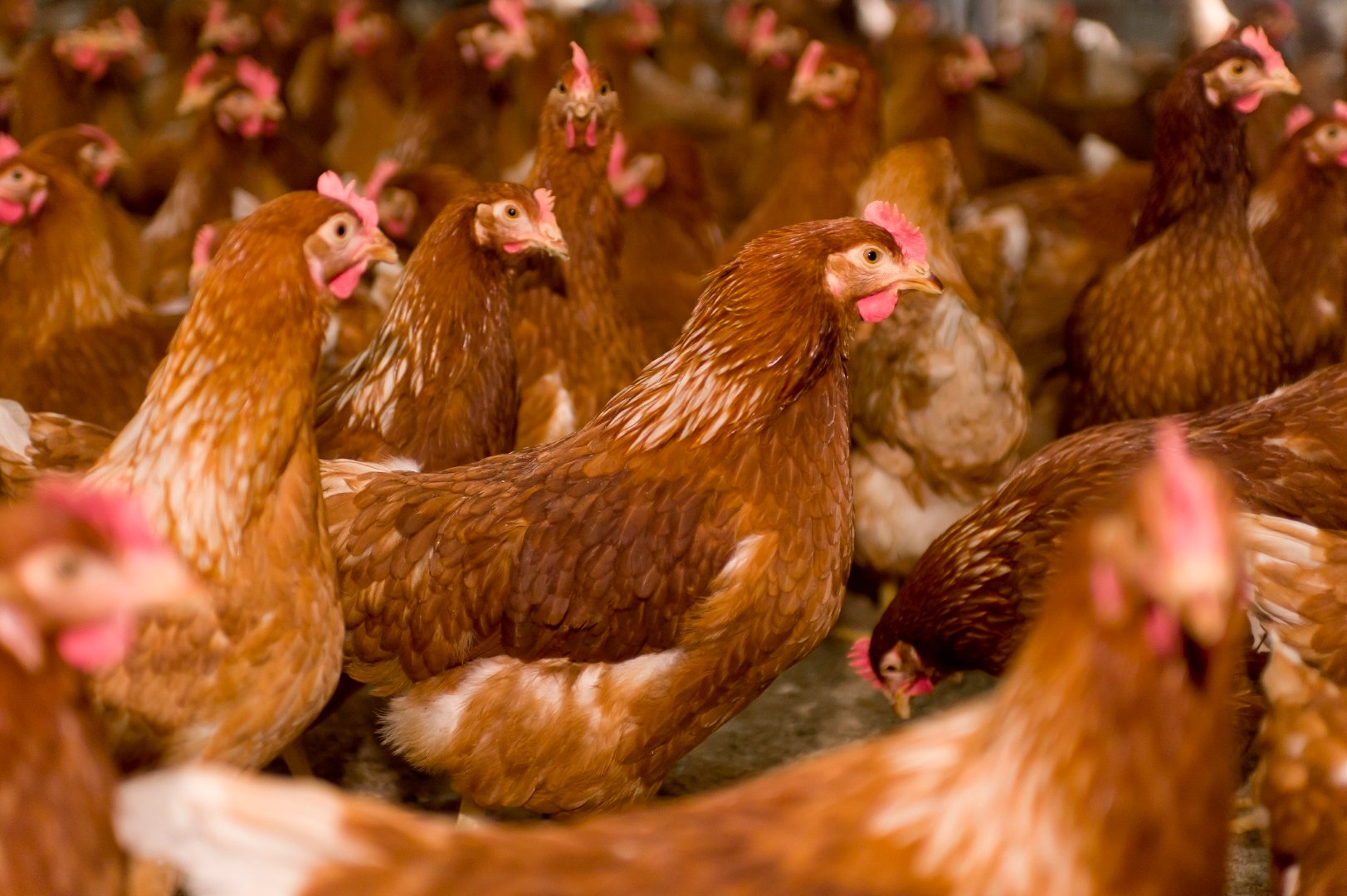 Gestión del estrés térmico en las gallinas ponedoras