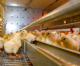 About Vencomatic Group