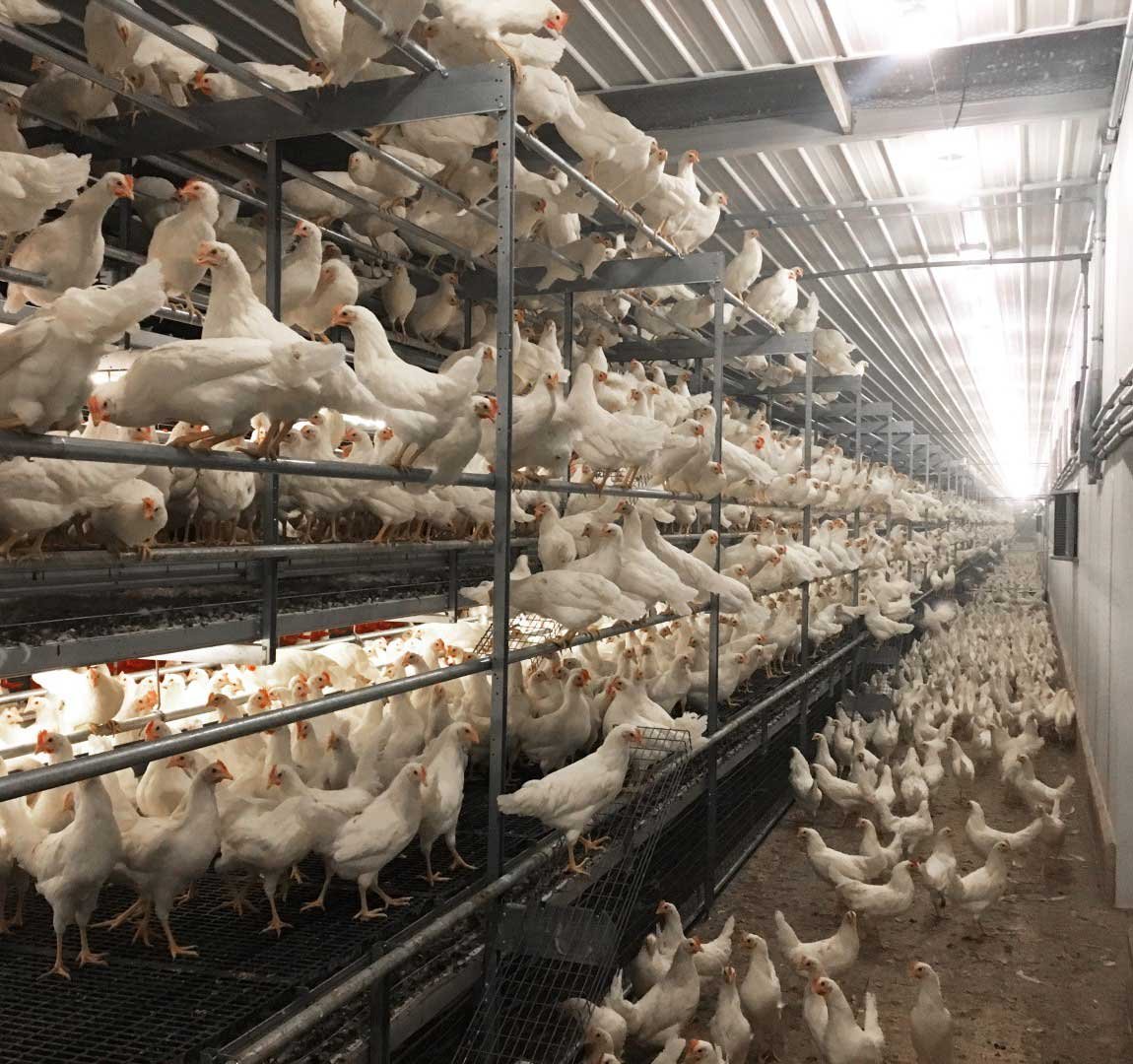 Bolegg Gallery - Vencomatic Group