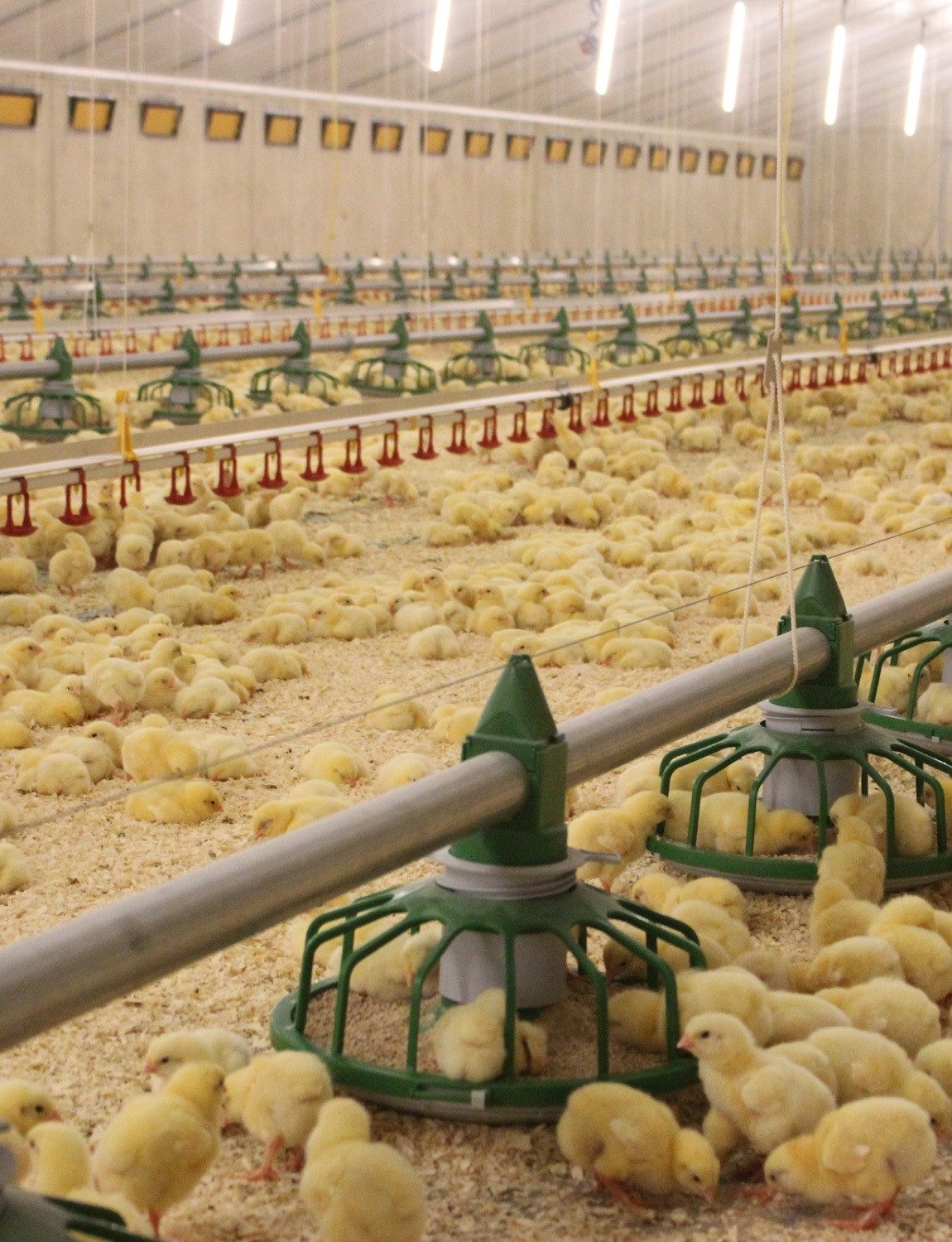 Broilers - Vencomatic Group