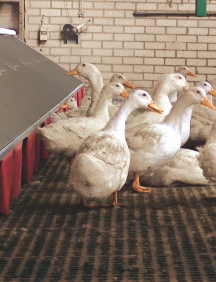 Ducks & Turkeys - Vencomatic Group