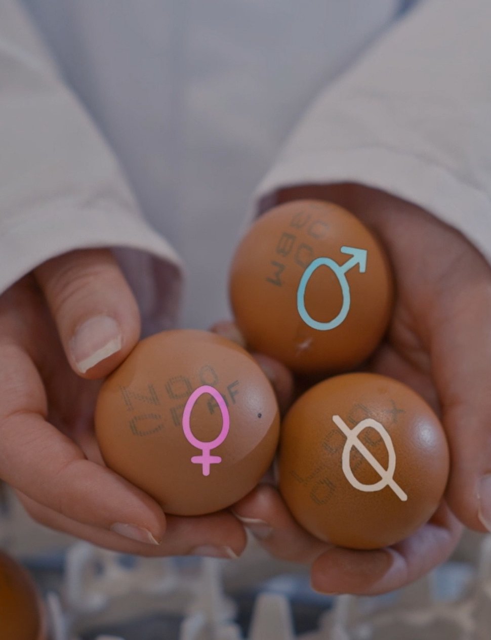 In-ovo sexing - Vencomatic Group