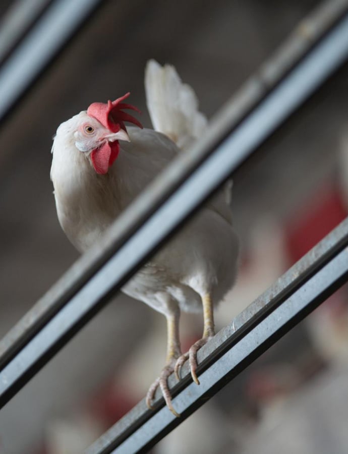 Cage-free layers - Vencomatic Group