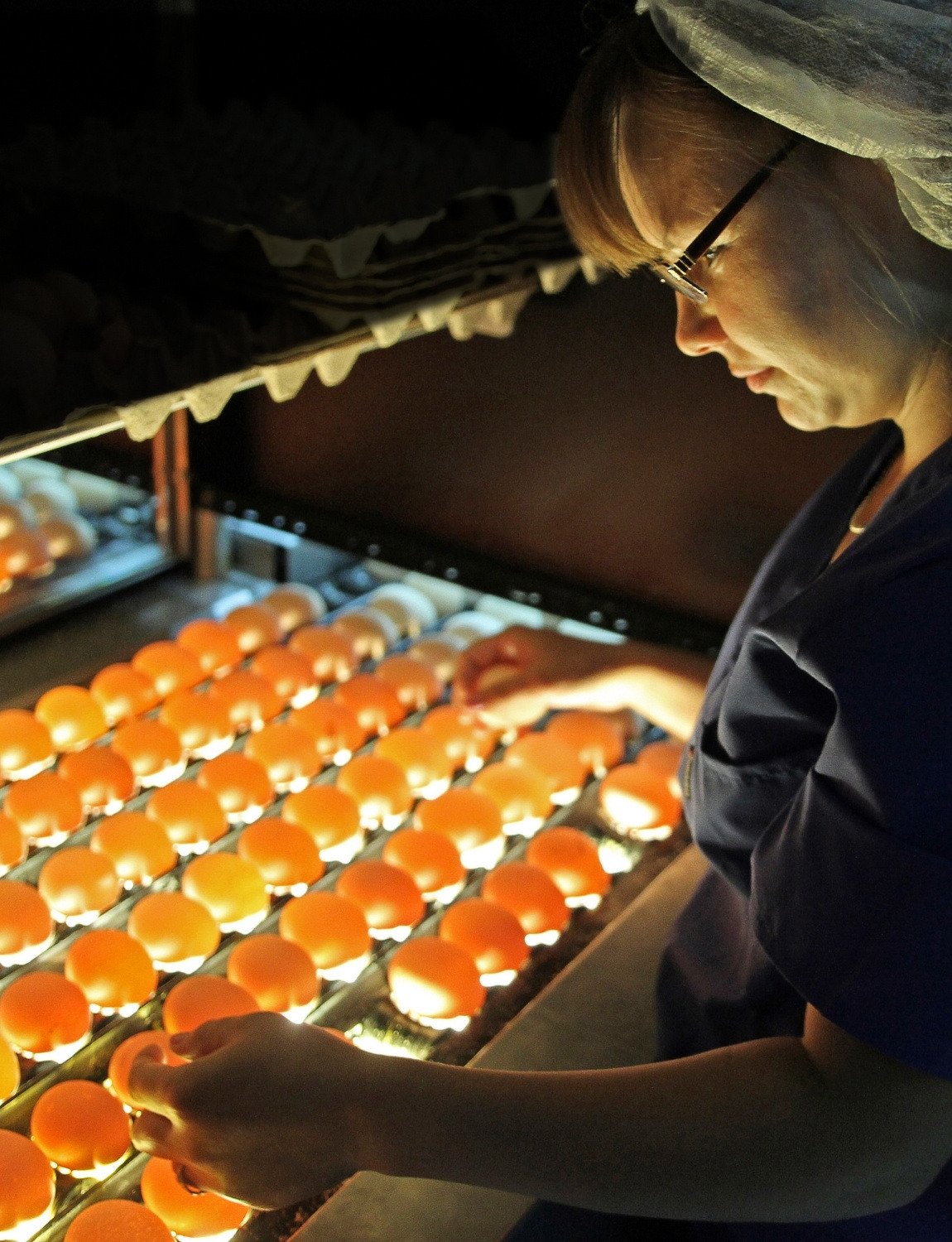 Egg intake automation hatchery - Vencomatic Group