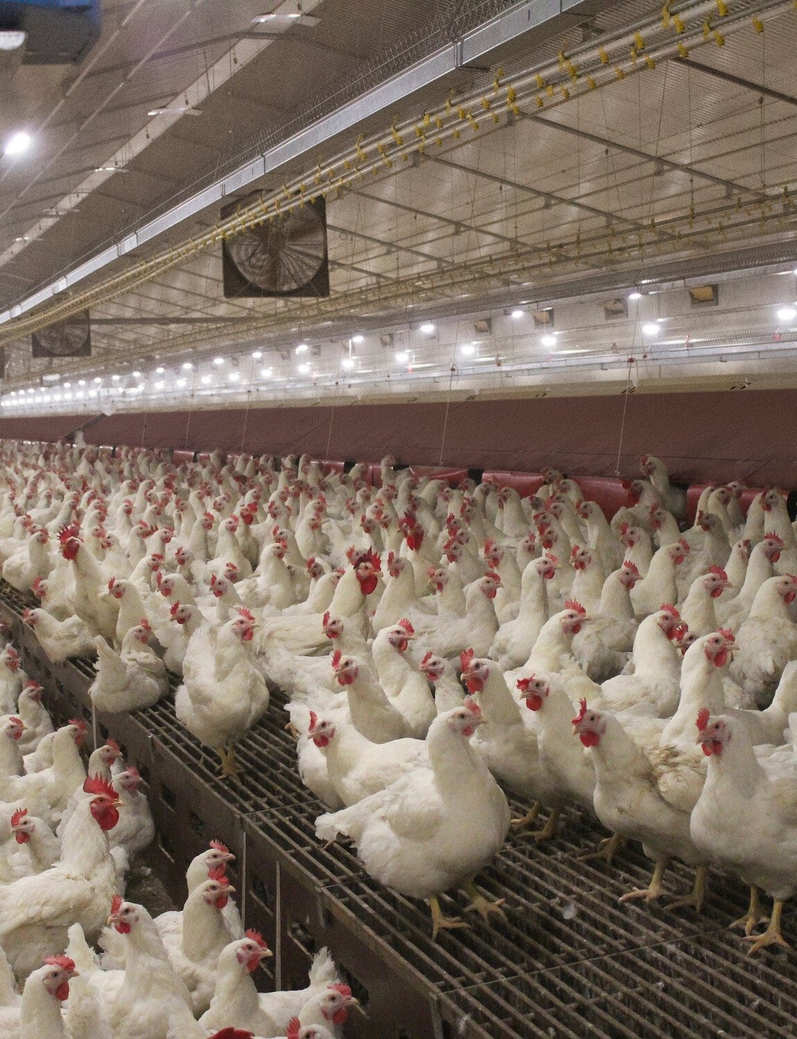 Broiler breeders - Vencomatic Group