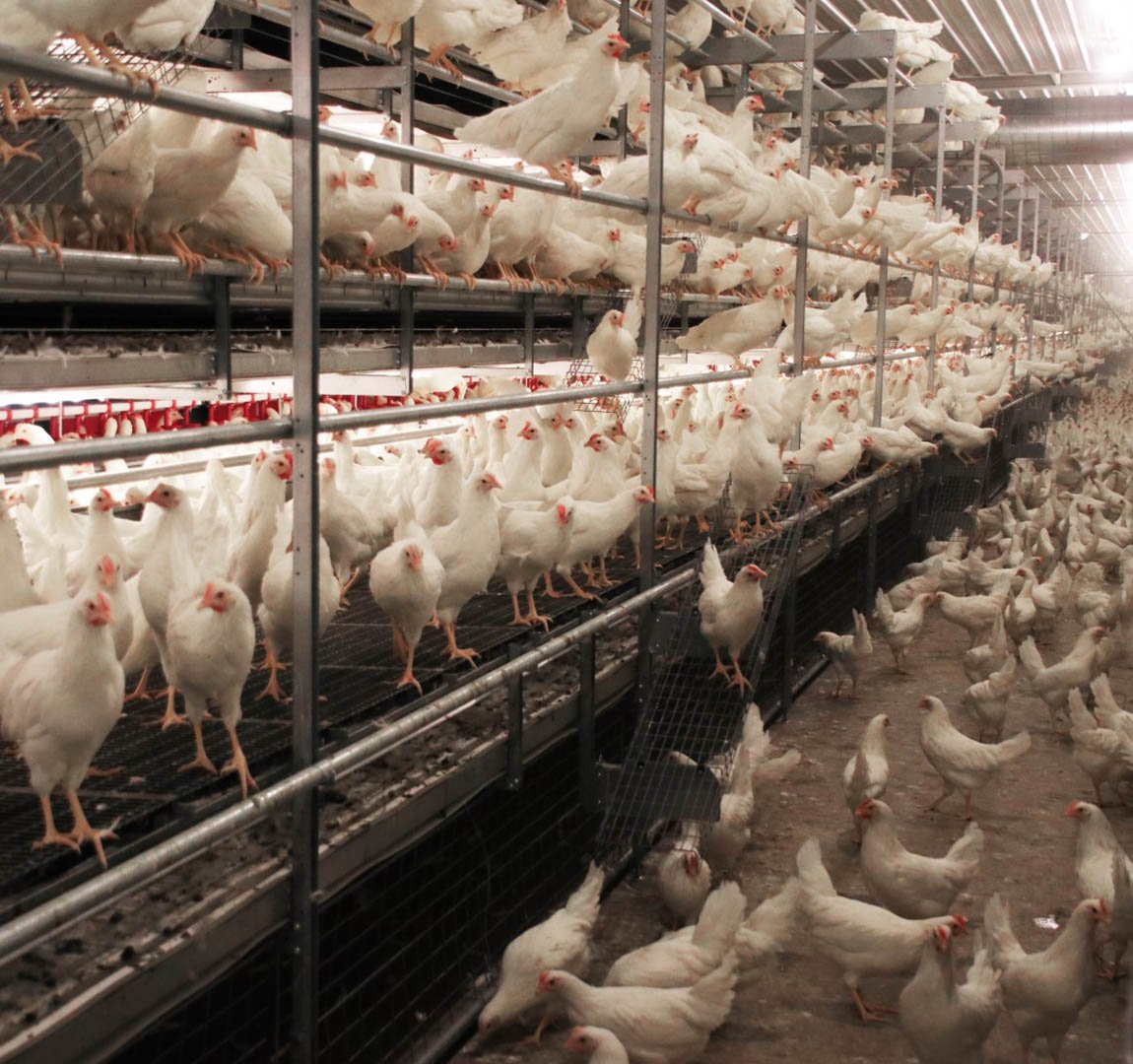 Bolegg Gallery - Vencomatic Group