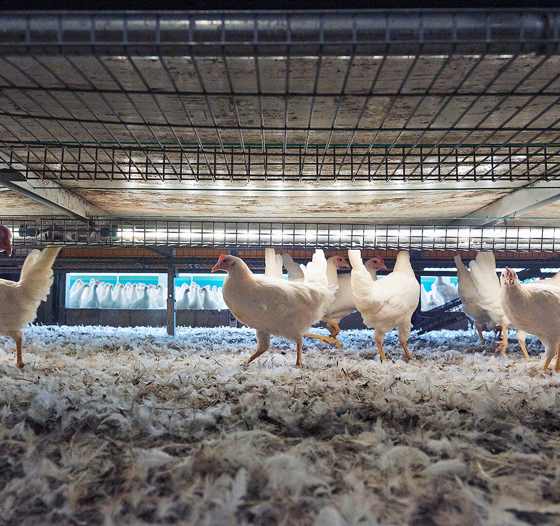 Bolegg Starter - Vencomatic Group