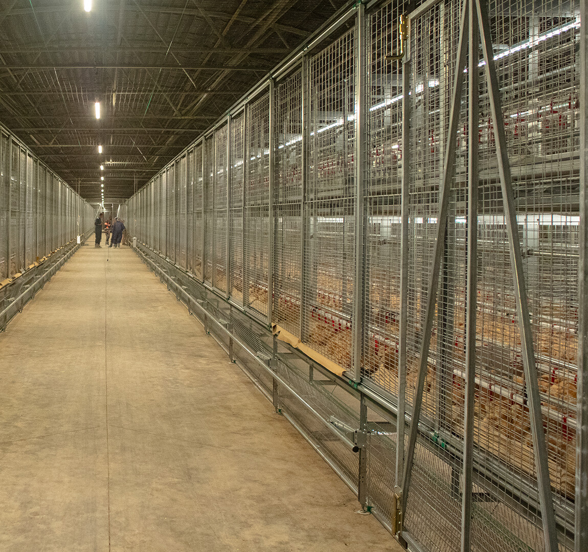 Bolegg Starter - Vencomatic Group