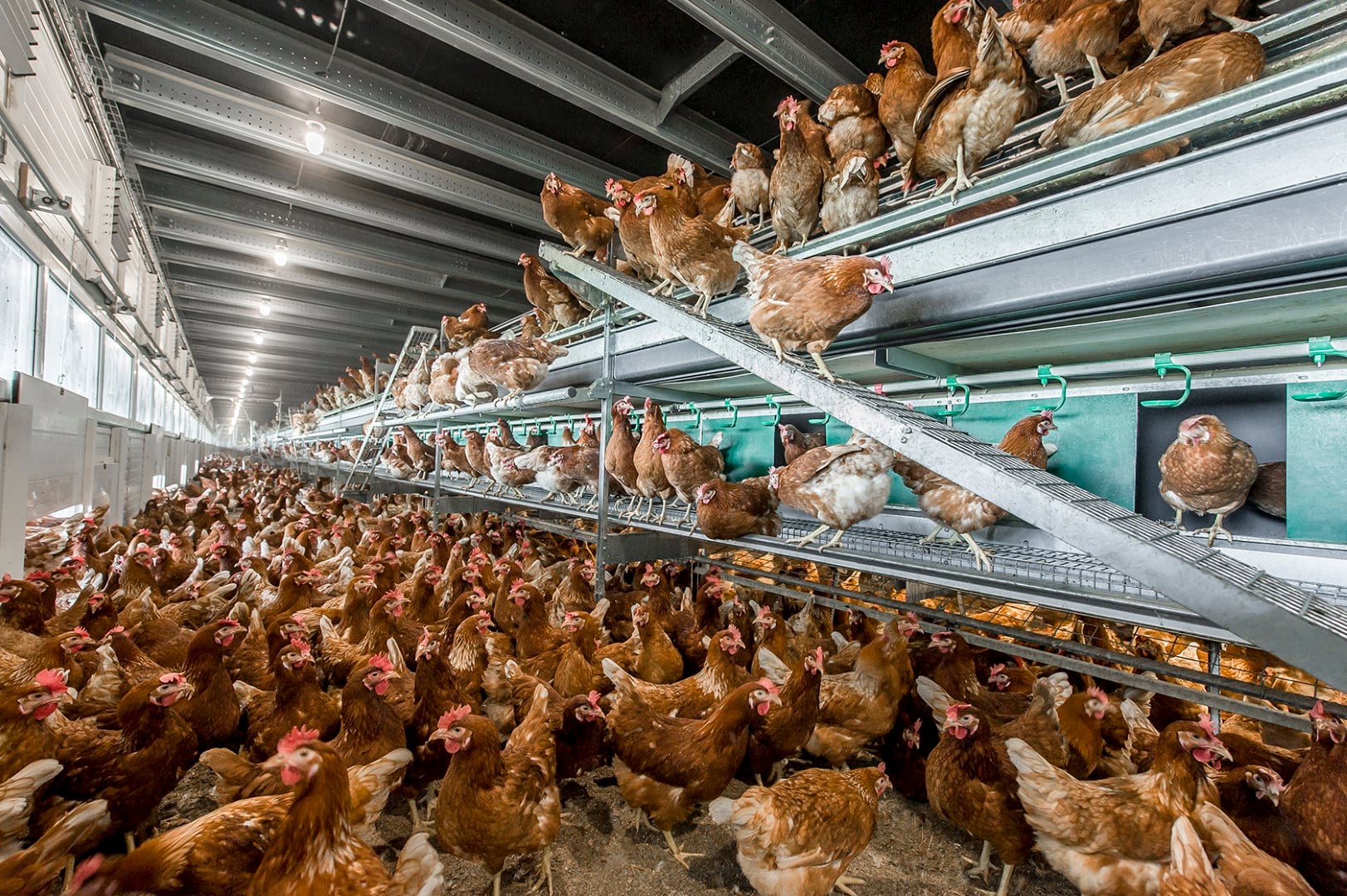 Housing - Egg production category