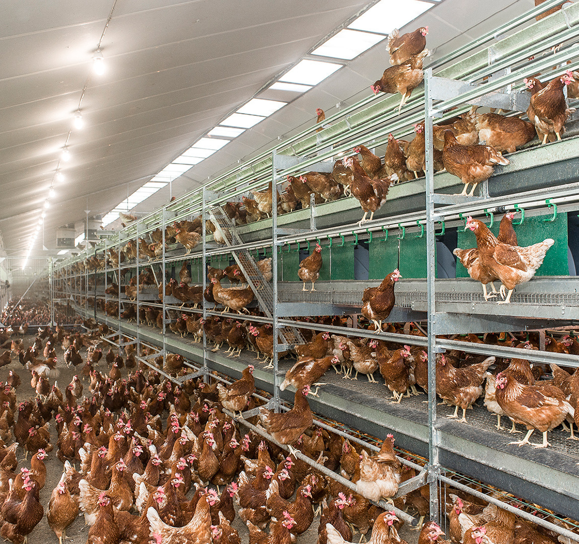 Bolegg Terrace - Vencomatic Group