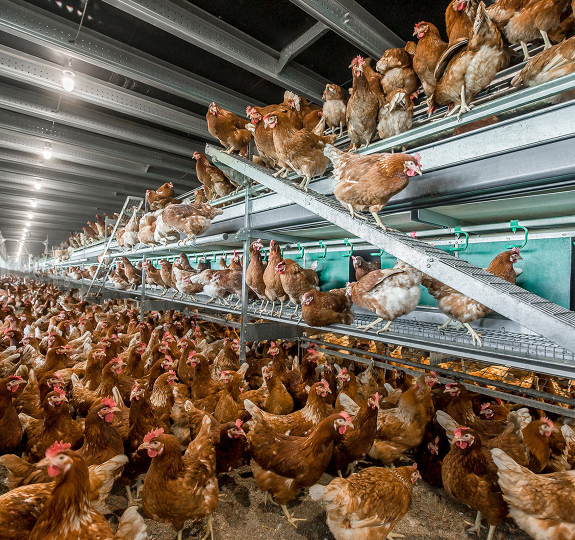 Bolegg Terrace - Vencomatic Group