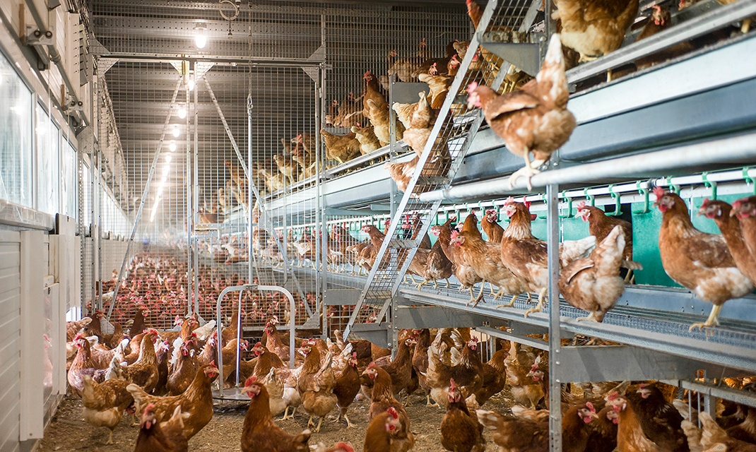 Bolegg Terrace - Vencomatic Group