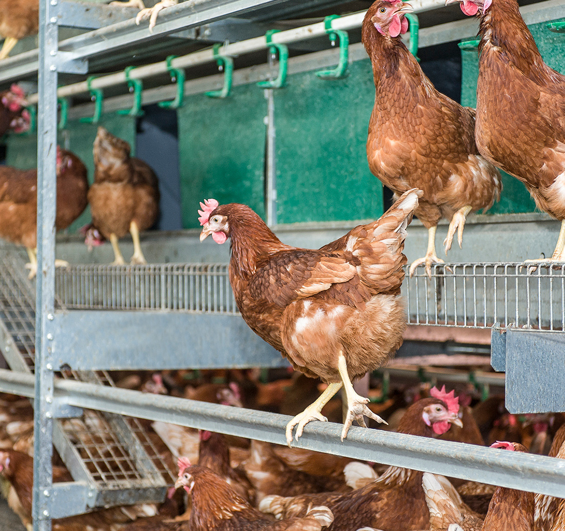 Bolegg Terrace - Vencomatic Group