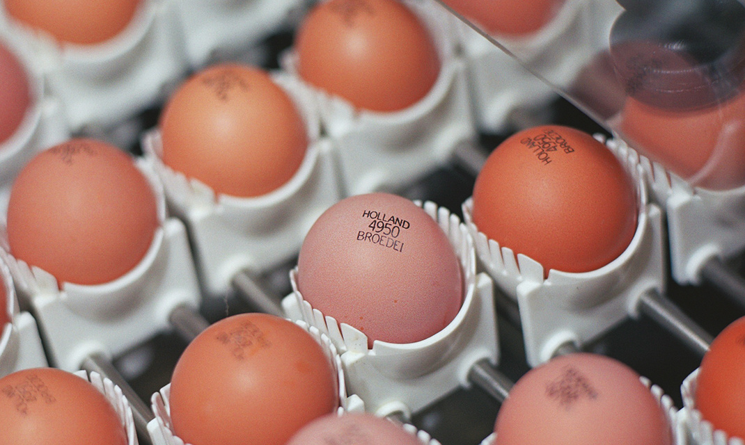 Egg handling & collection - Egg transport