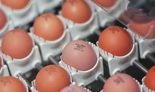 Egg handling & collection - Egg packers