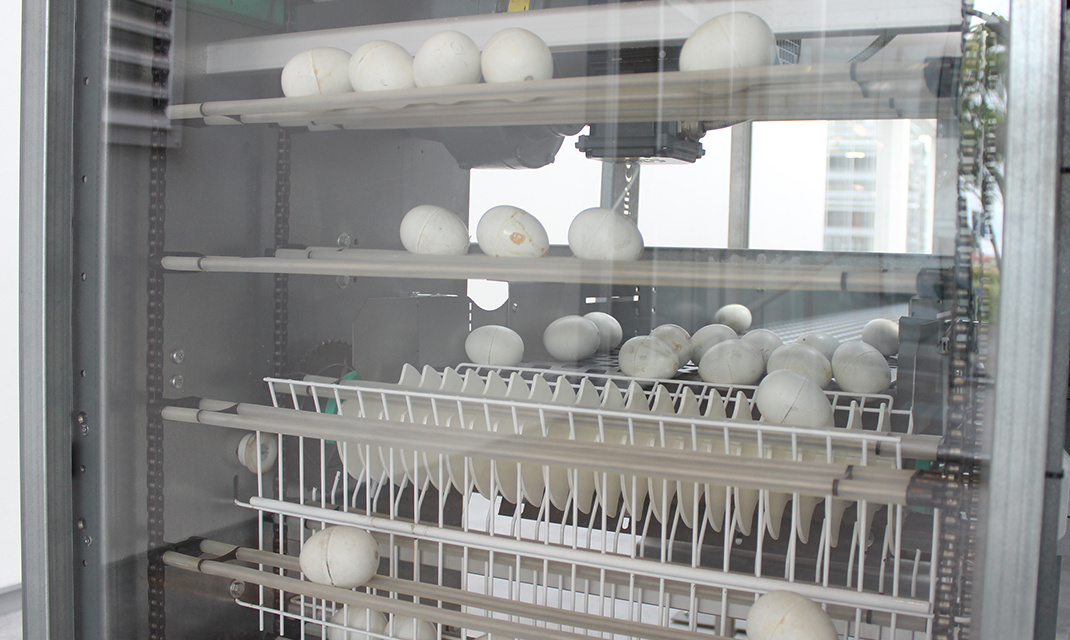 Egg handling & collection - Egg transport