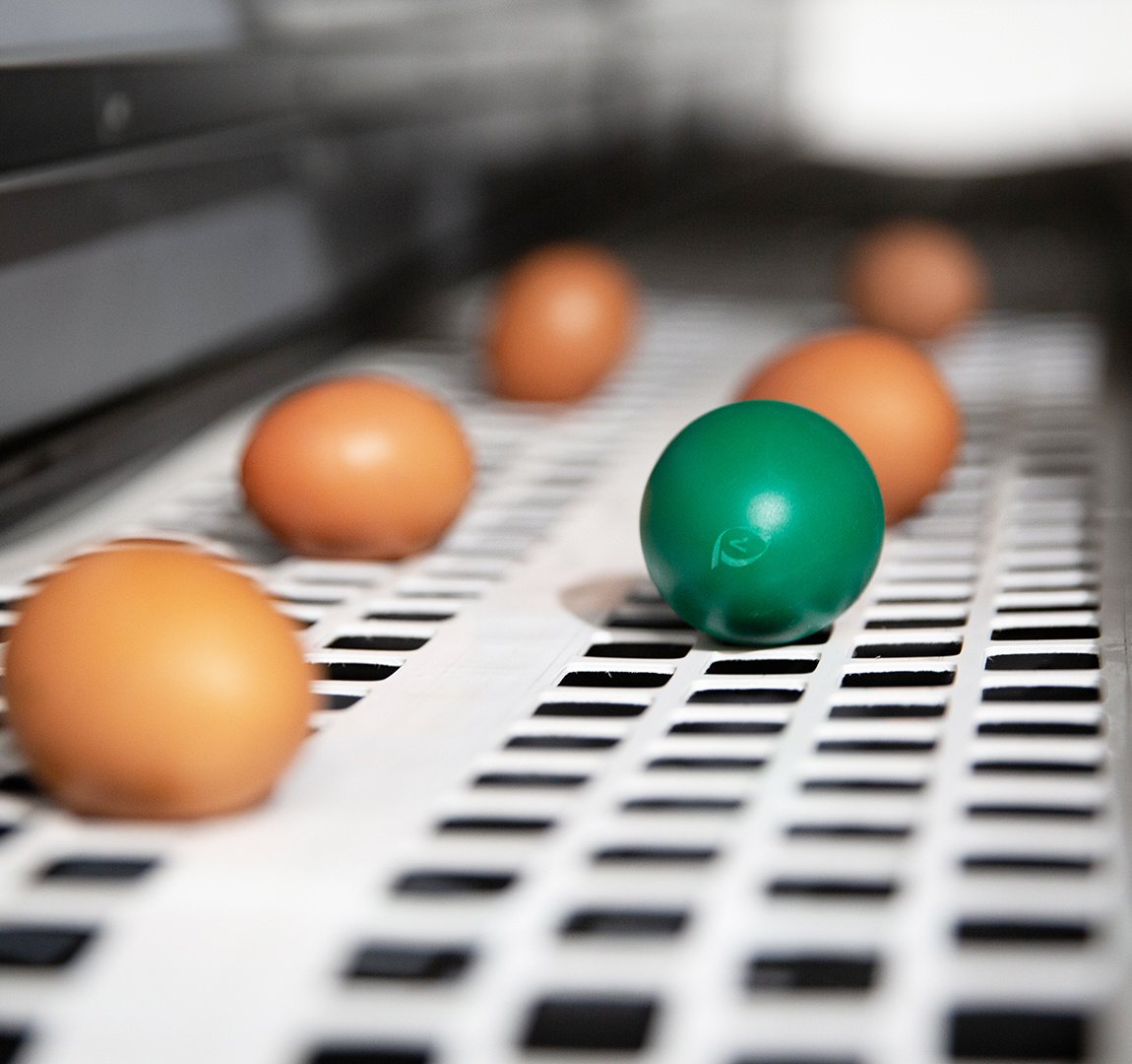 Gregg Smart Eggs - Vencomatic Group