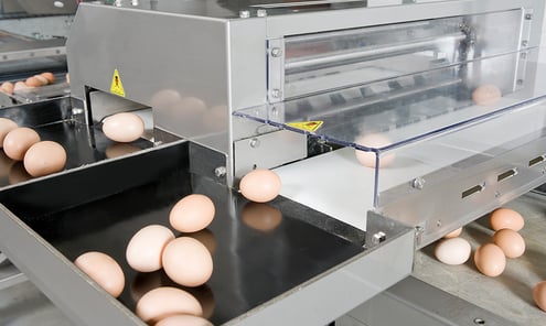 Egg handling & collection - Egg packers