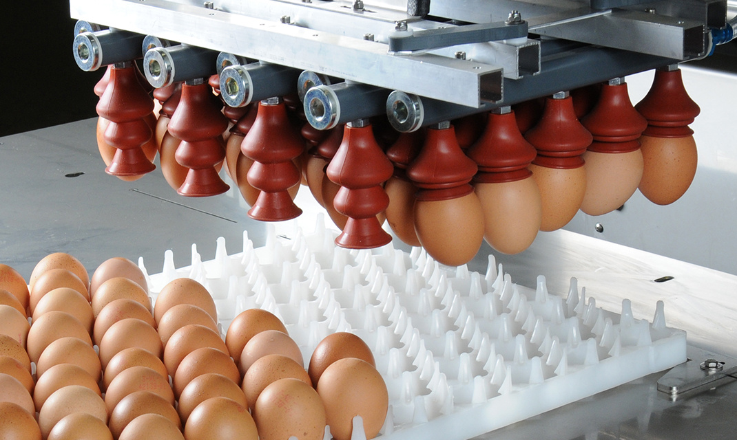 Egg handling & collection - Egg packers