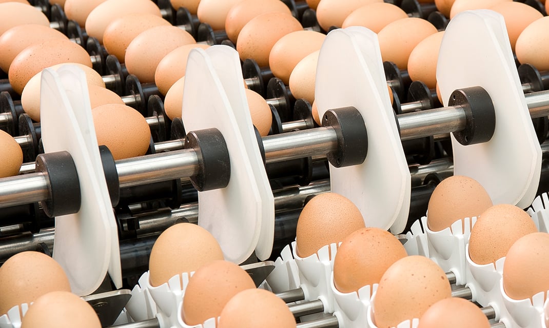 Egg handling & collection - Egg transport