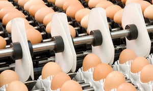 Egg handling & collection - Egg packers