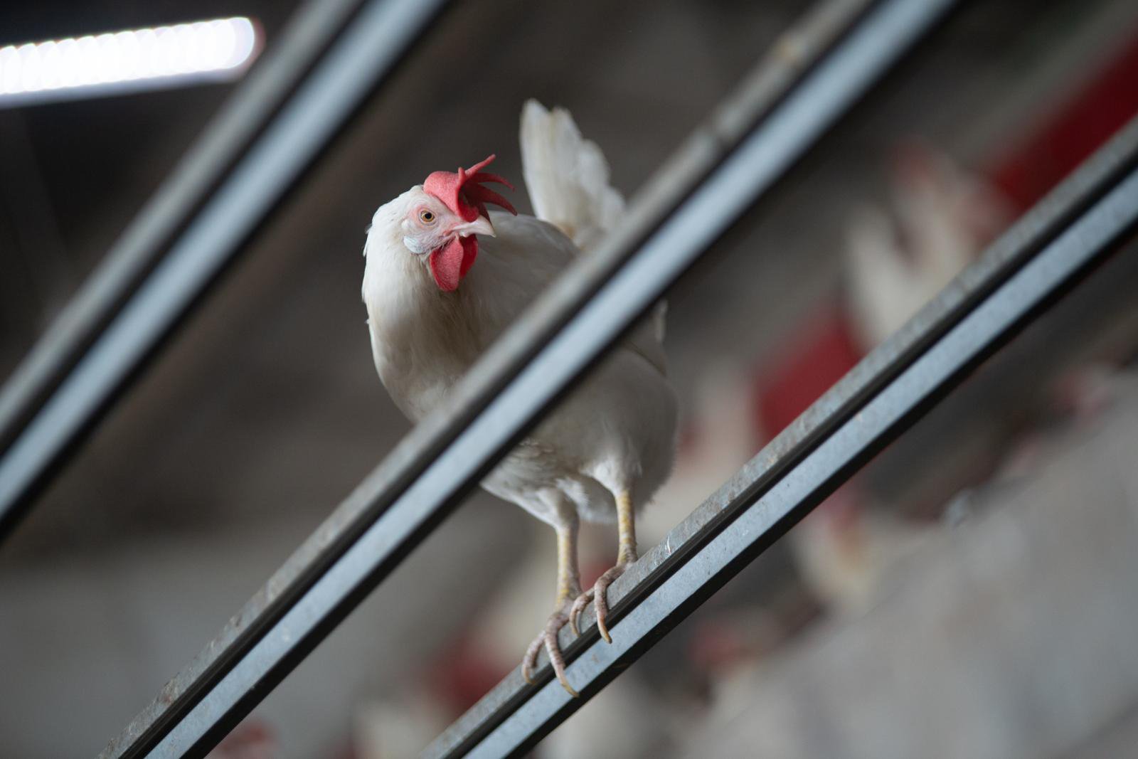 Cage-free layers - Vencomatic Group