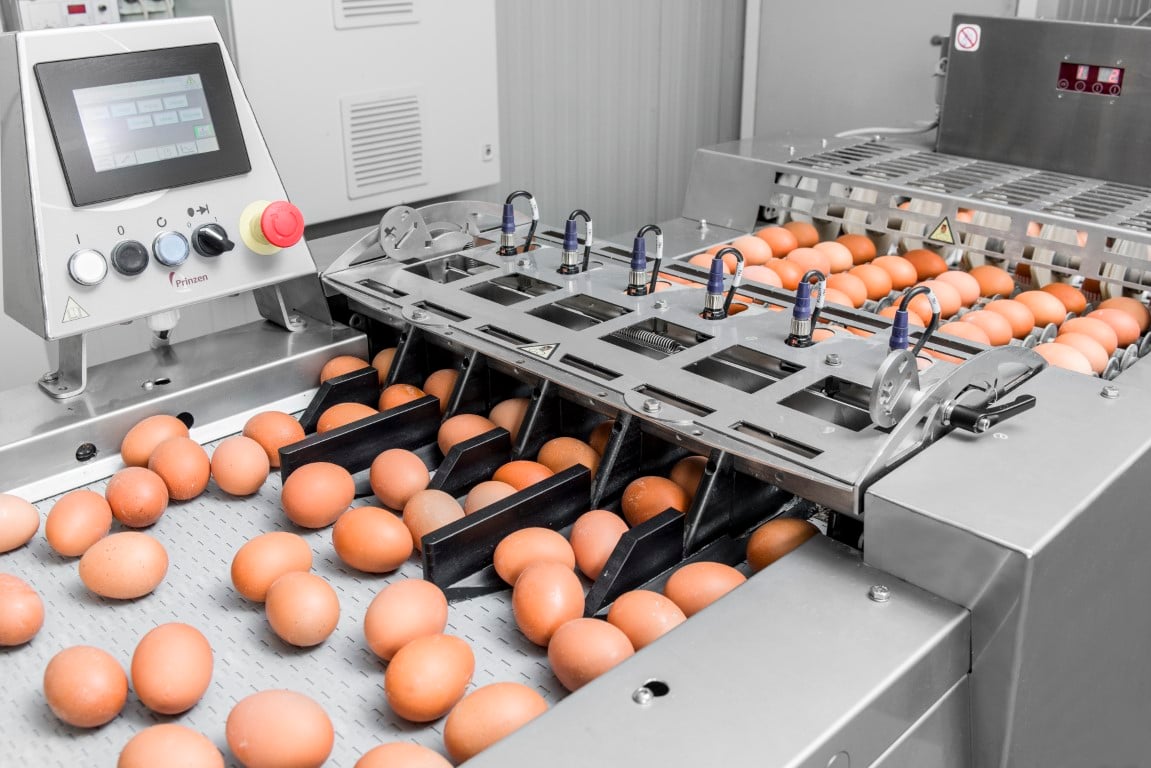 Egg handling & collection - Egg packers
