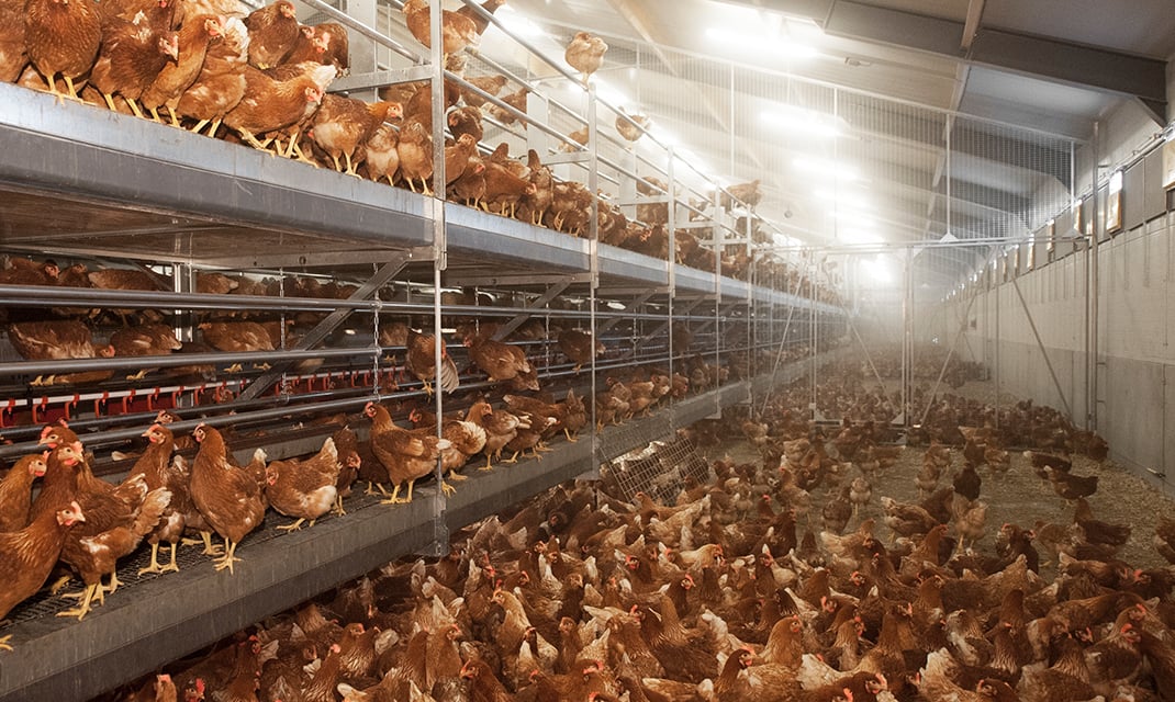 Cage-free layers - Vencomatic Group