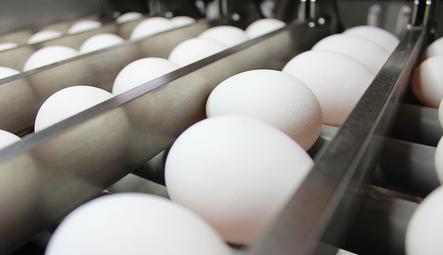 Egg handling & collection - Egg transport