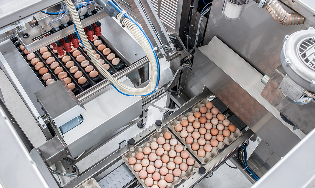 Egg intake automation - Egg packers