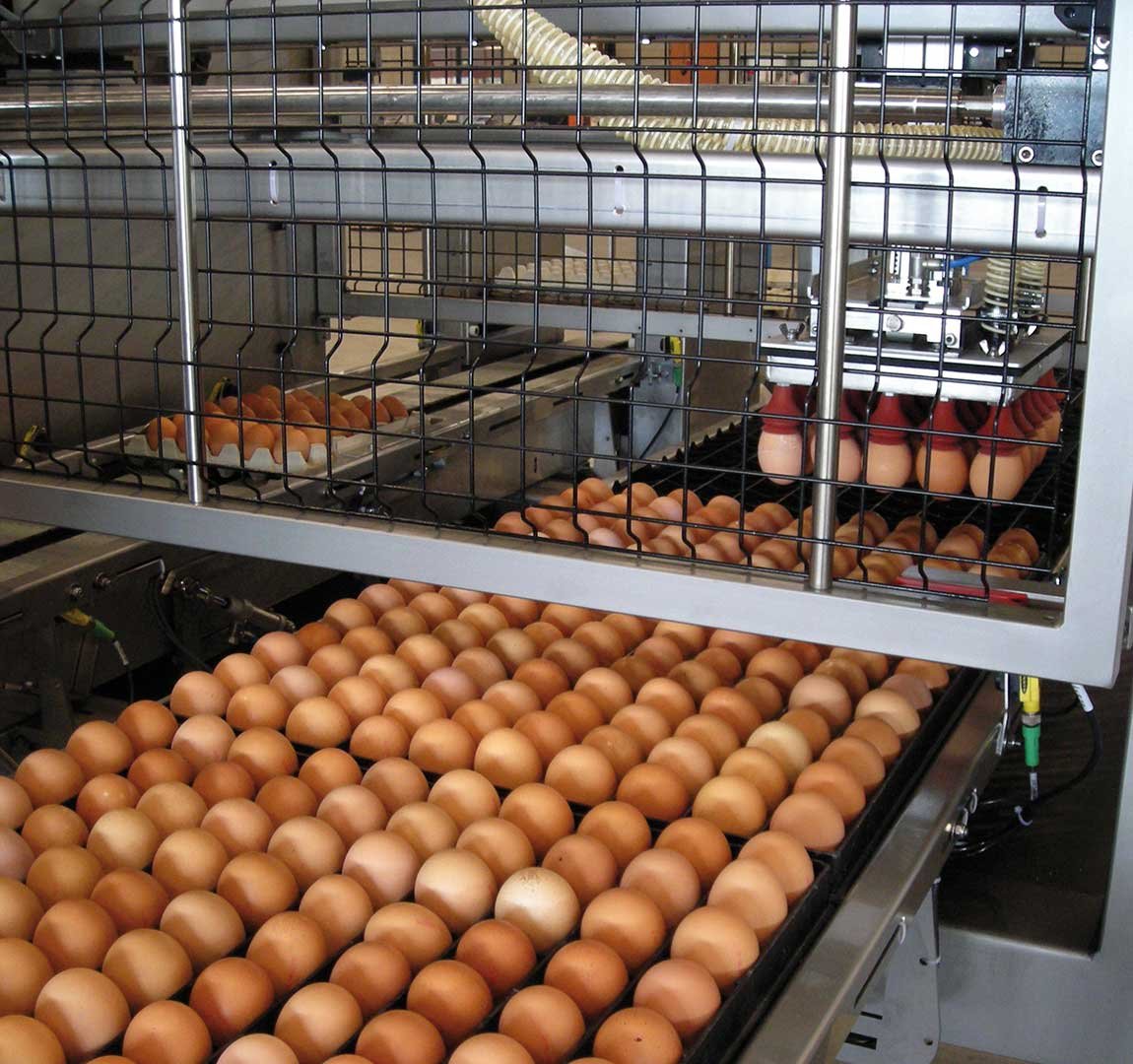 Tray to tray transfer - Vencomatic Group