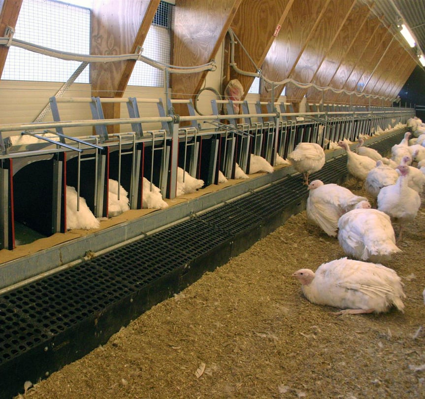 Turkey Nest - Vencomatic Group