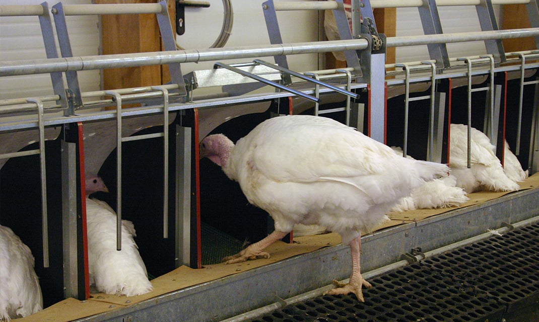 Housing - Poultry production