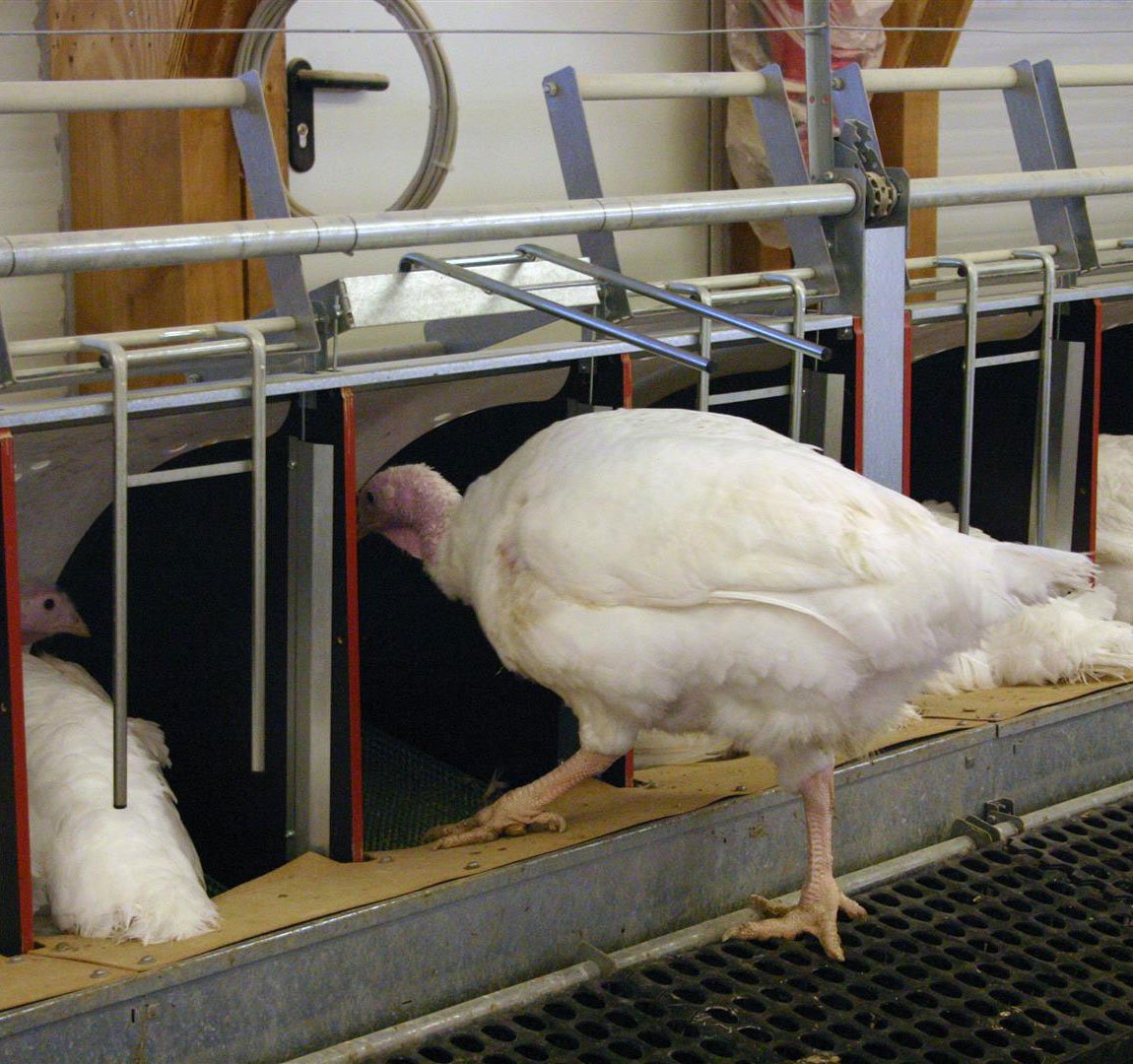 Turkey Nest - Vencomatic Group