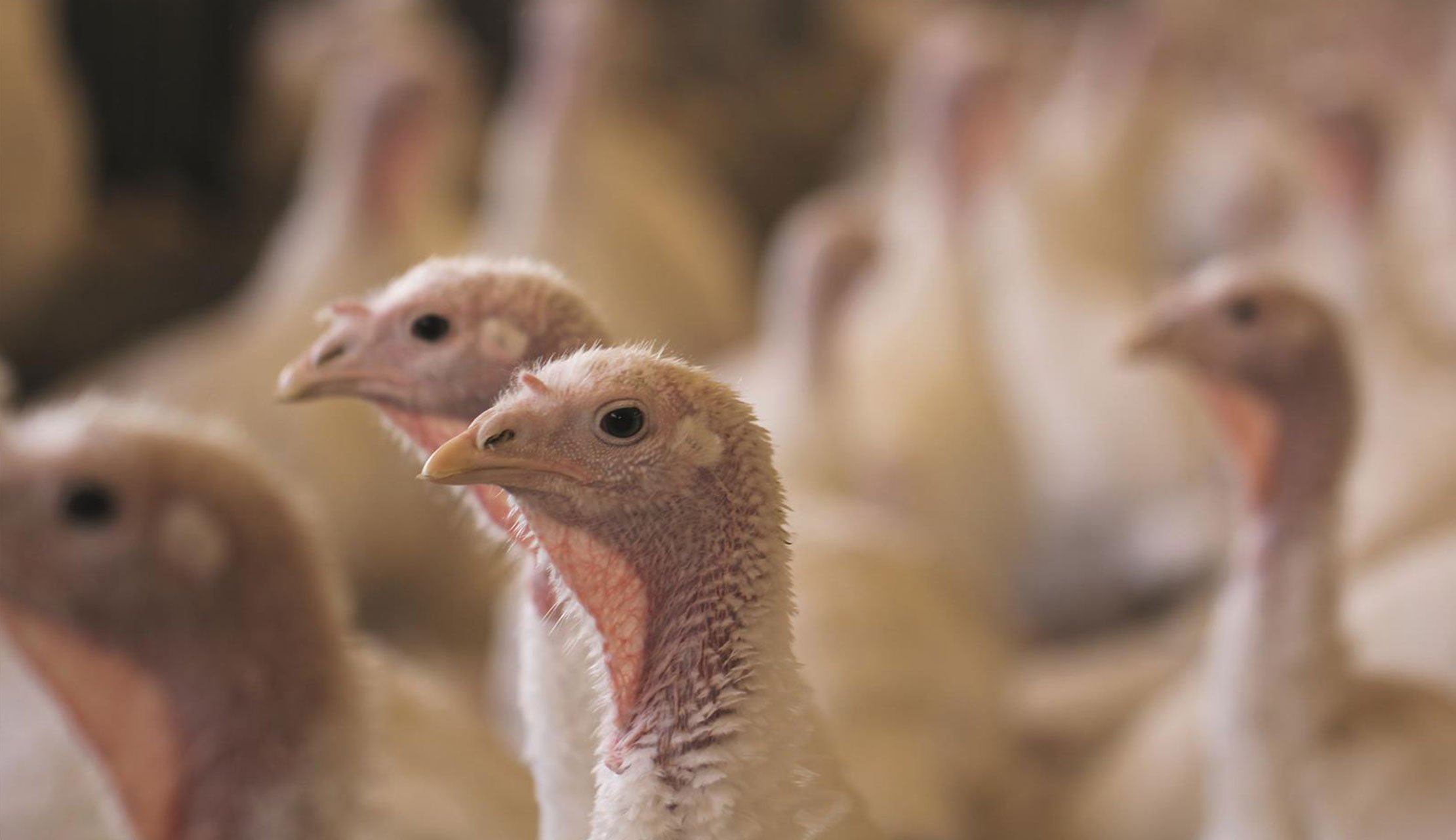 Turkey Nest - Vencomatic Group