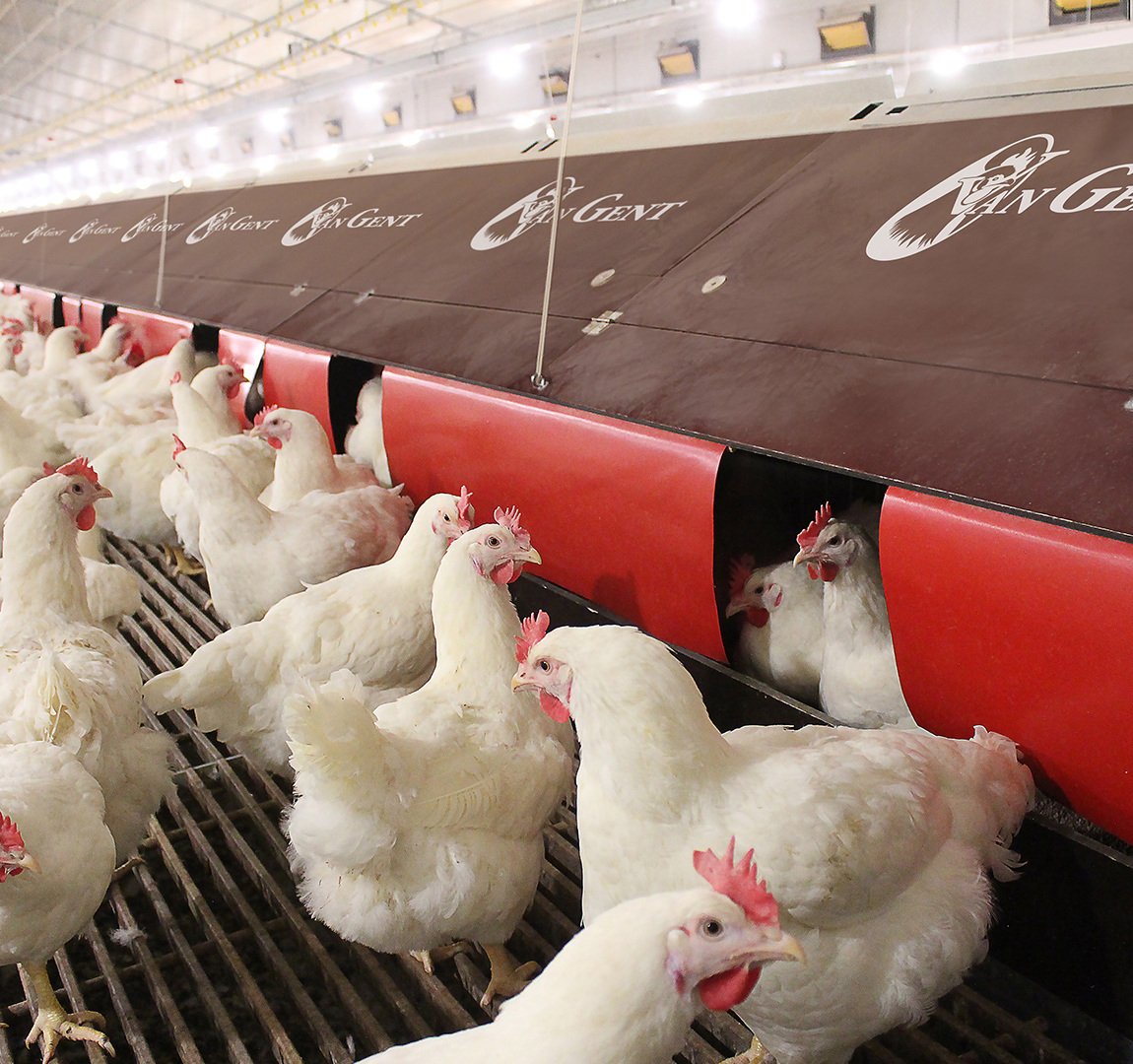 Alojamiento reproductoras de engorde - Vencomatic Group