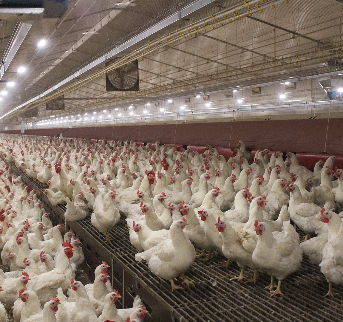 Van Gent Nest - Vencomatic Group