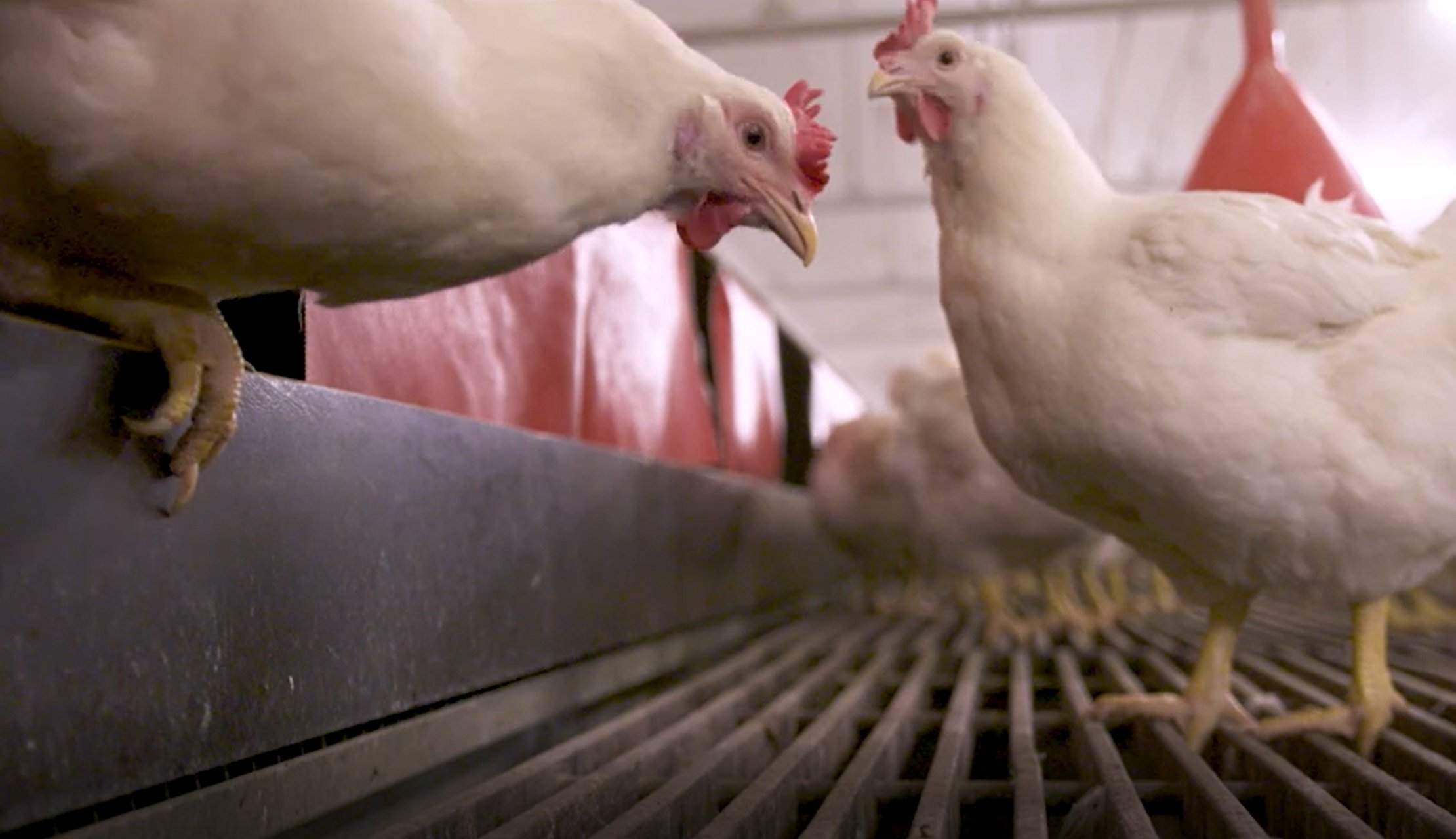 Van Gent Nest - Vencomatic Group