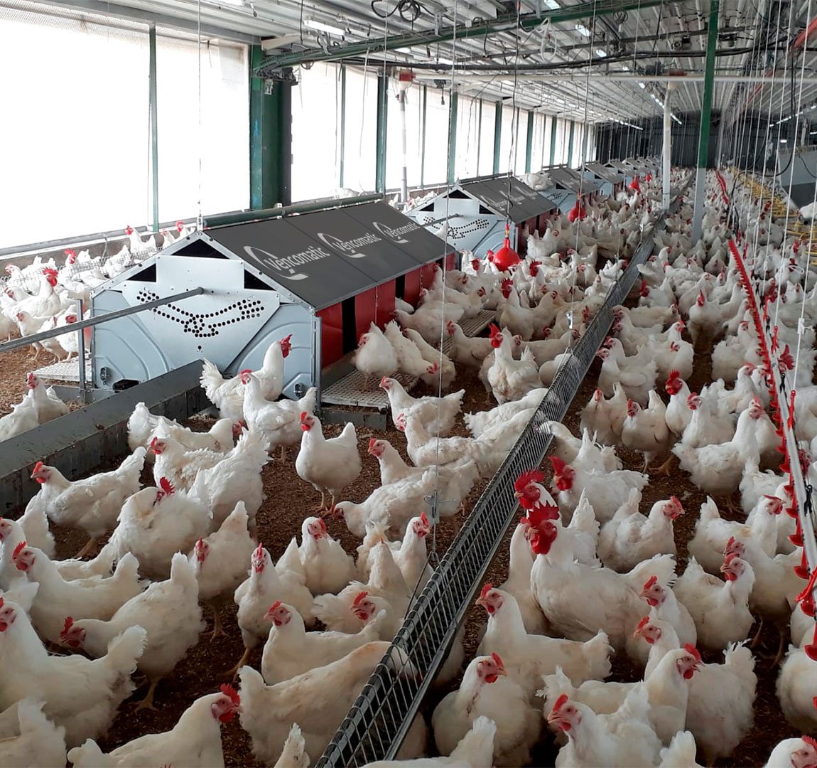 Vencomatic Nest Condor - Vencomatic Group