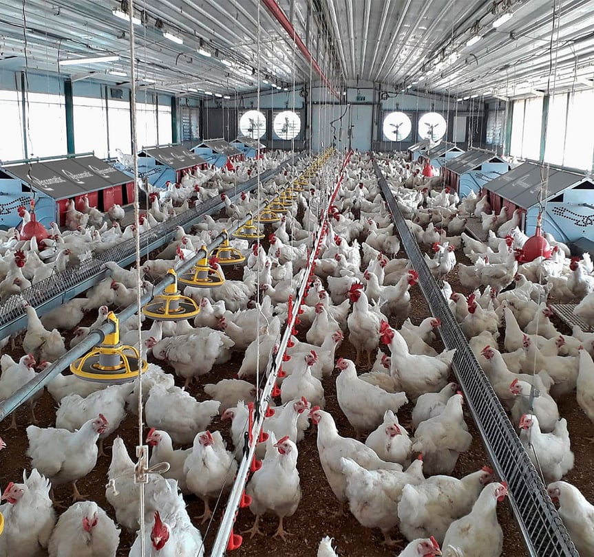 Vencomatic Nest Condor - Vencomatic Group