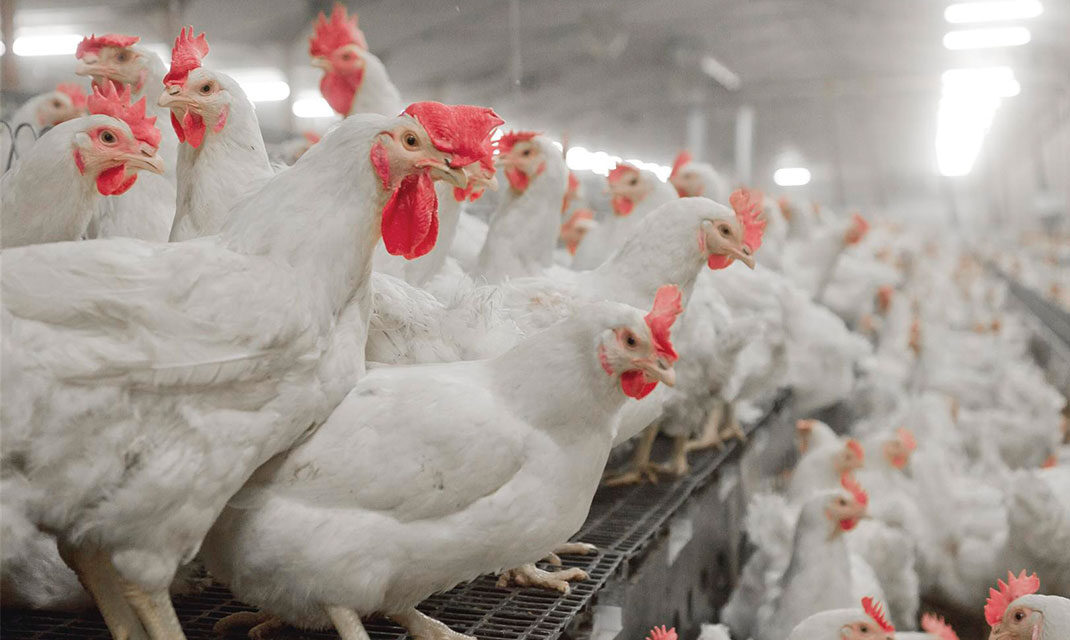 Vencomatic Nest - Vencomatic Group