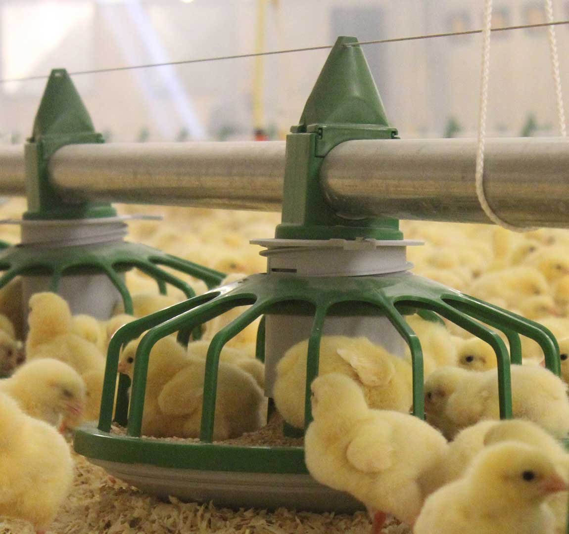 Vencopan broilers - Vencomatic Group