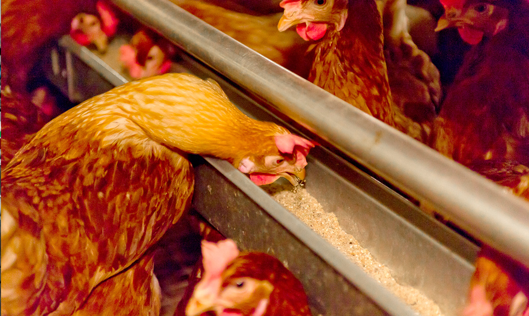 Housing - Egg production category