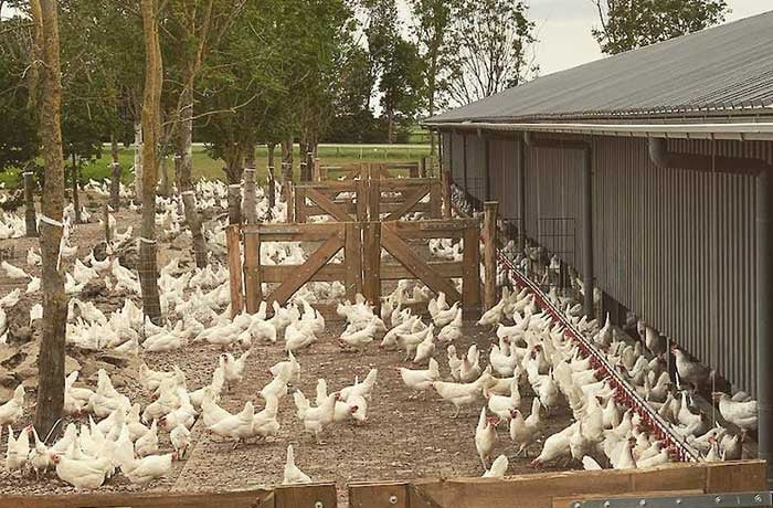Higher egg quality through the right aviary system