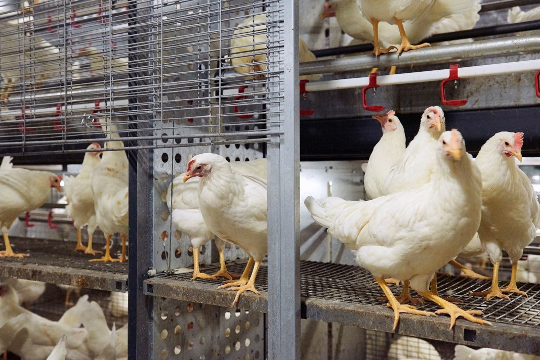 Bolegg Starter: practical experiences