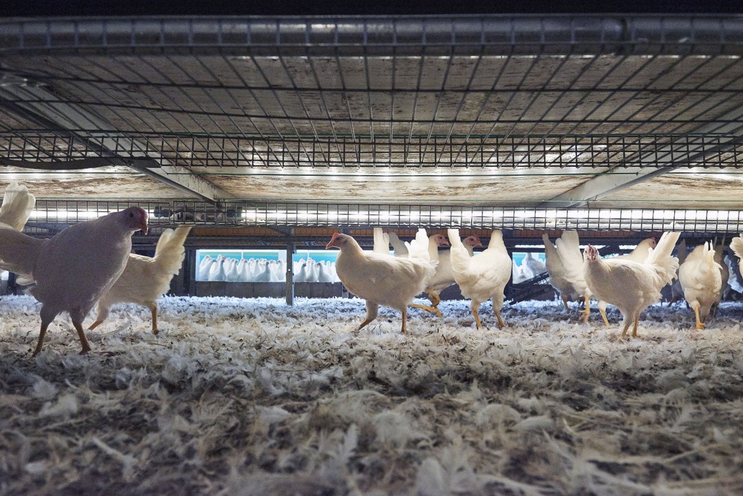 Training of laying hens: most important criteria