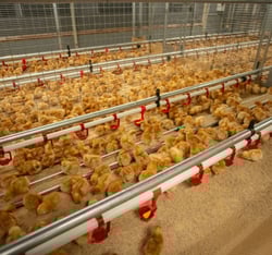 Bolegg Starter - Vencomatic Group