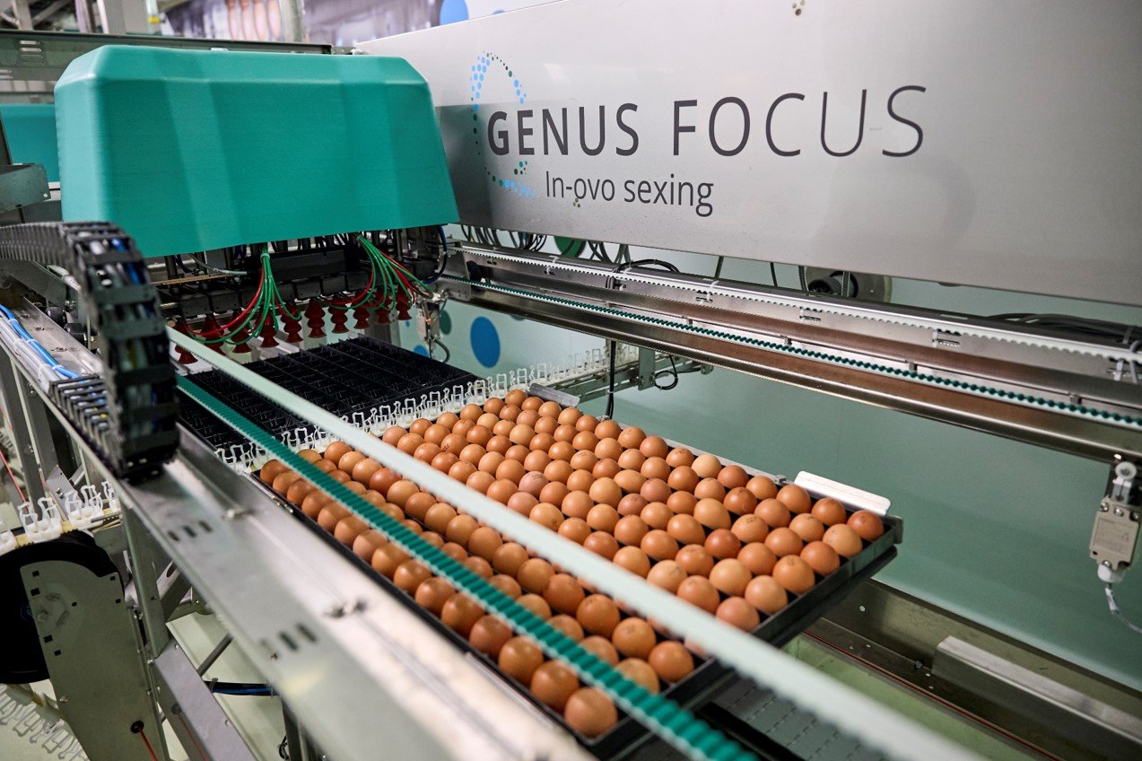 Ter Heerdt et Verbeek installent Genus Focus pour le sexage in-ovo